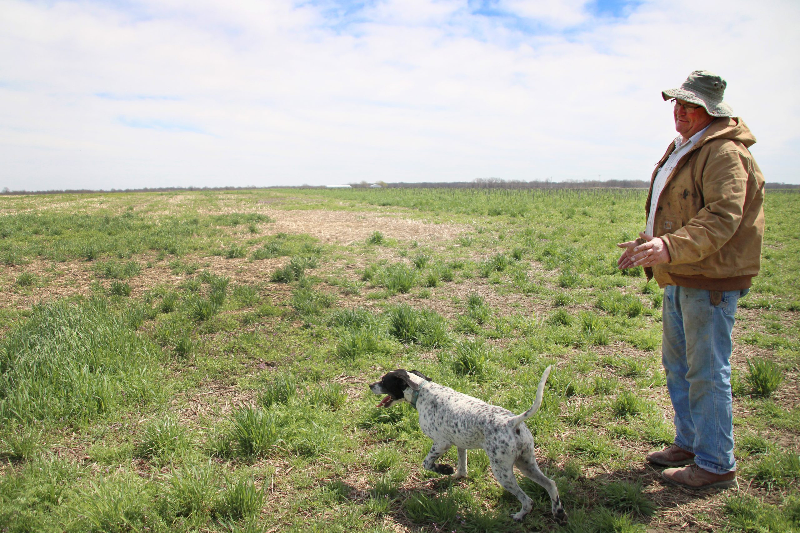 Millets — ancient drought-resistant grains — could help the Midwest ...