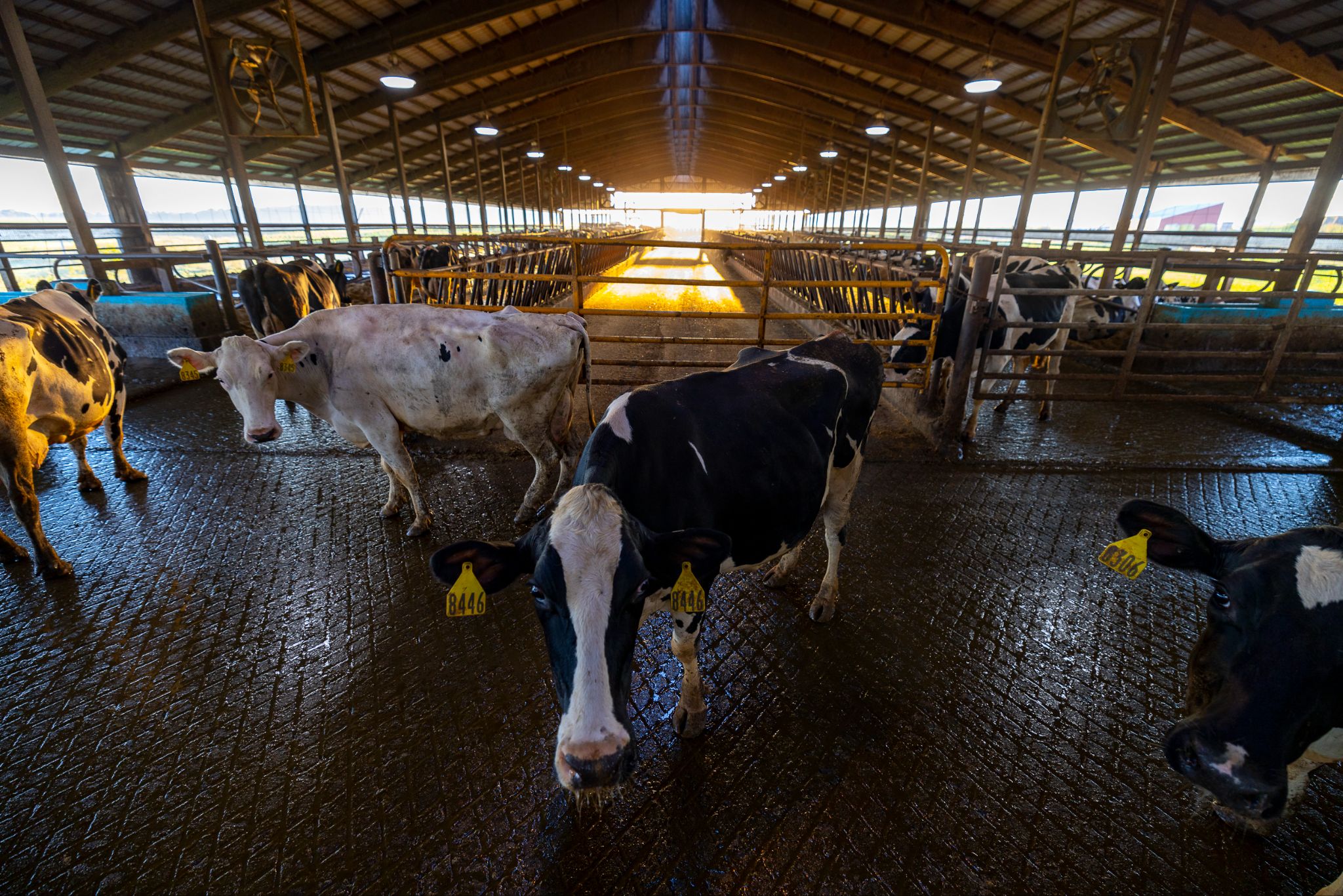 US movement to limit CAFO pollution emboldened by Michigan court ruling ...