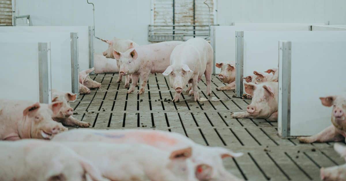 Meet the farmers supporting Prop 12 despite pork industry pushback ...